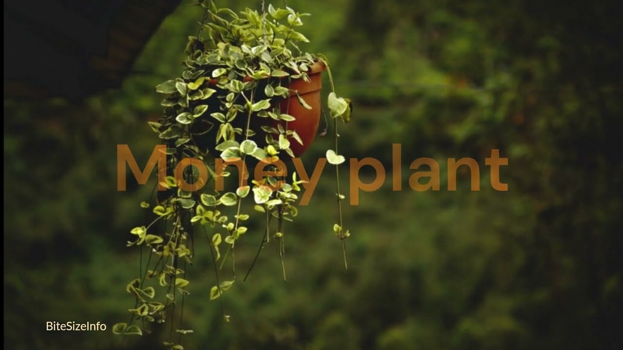 Must have Indoor Plants at home | Plants That Release Oxygen at Night ...