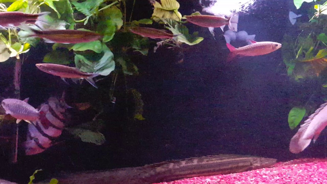 Apollo sharks w/ polypterus - YouTube