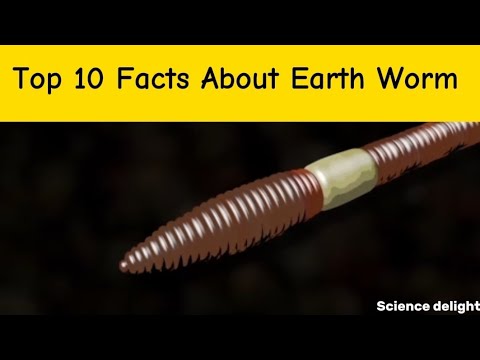 Earthworm: Amazing 10 facts you need to know #biology - YouTube