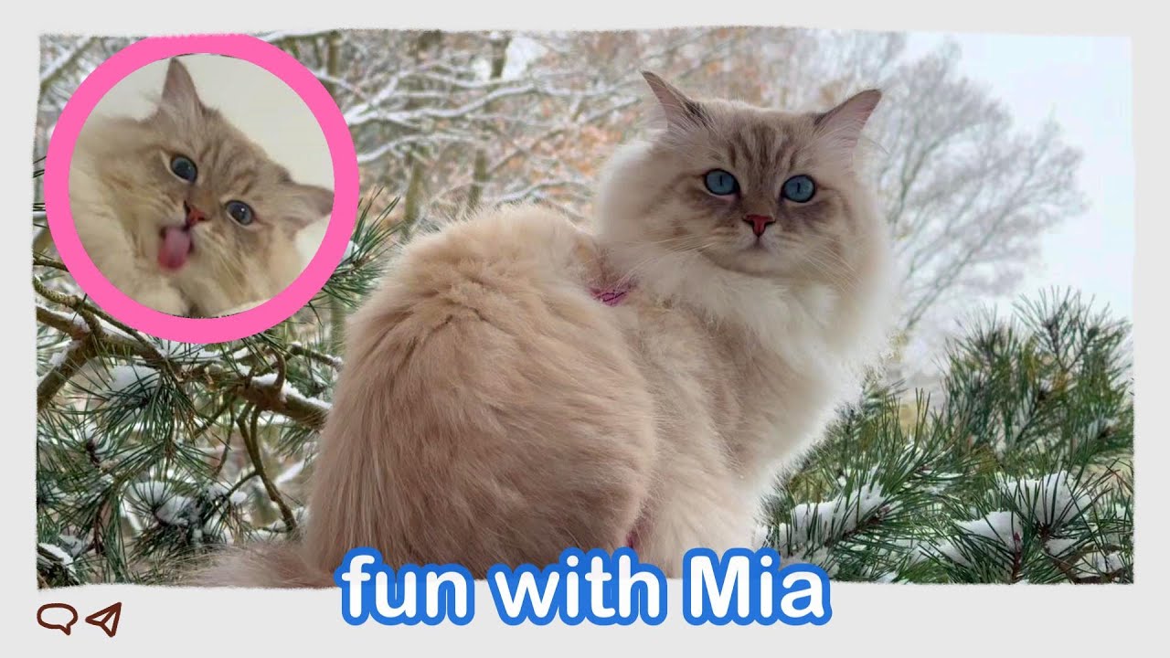 first play then we go outside - Cat Mia - YouTube