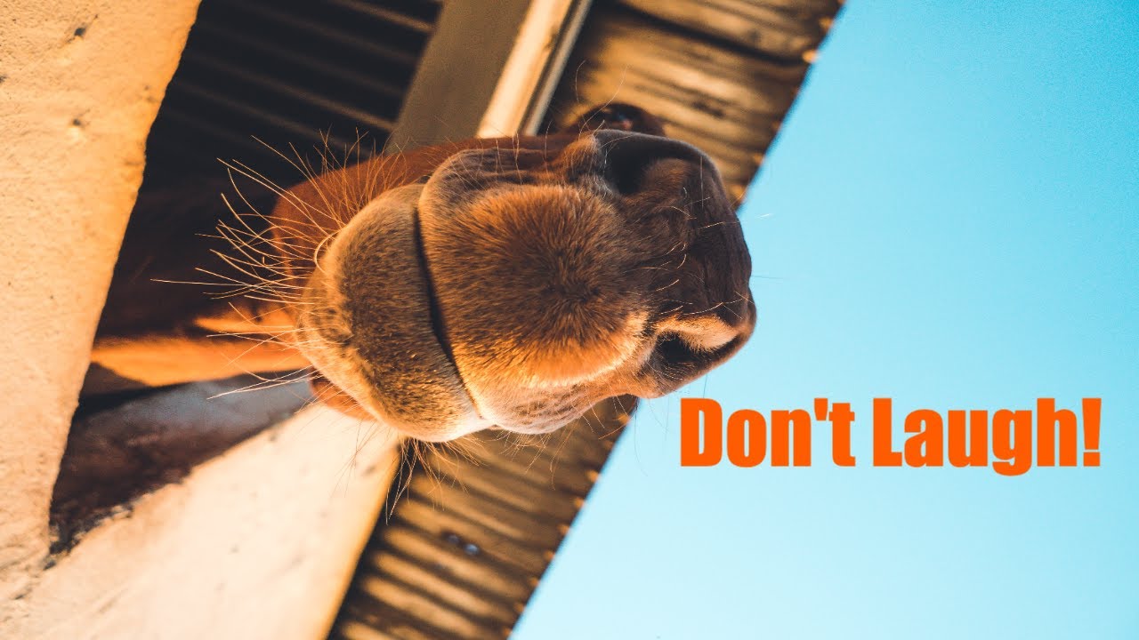 Laugh Till You Cry Ver Funny Animal Videos Trends - YouTube