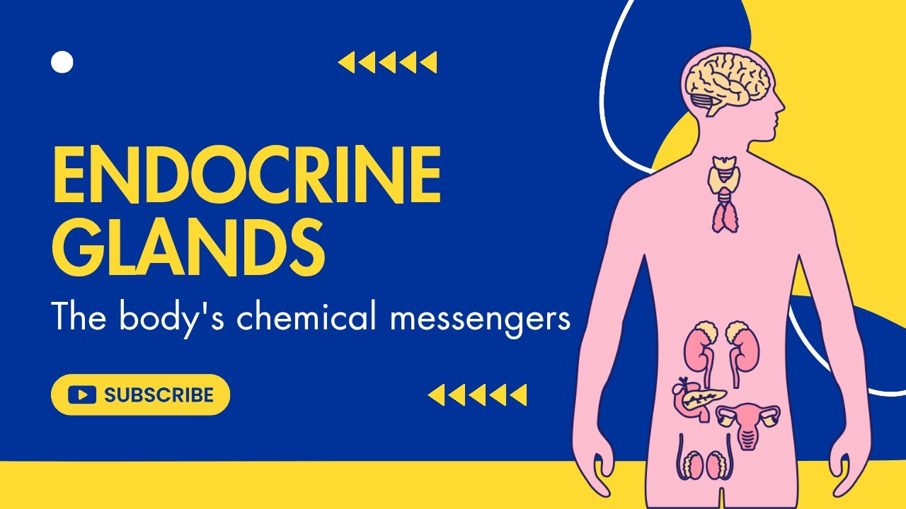 "Endocrine Glands: Master Regulators of the Human Body!" - YouTube