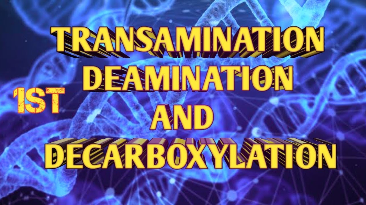 TRANSAMINATION DEAMINATION AND DECARBOXYLATION | PROTEIN METABOLISM ...