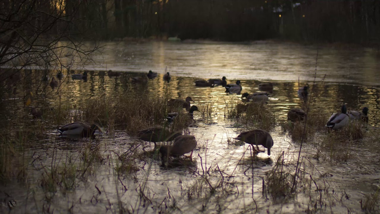Anamorphic Ducks (Vazen 40 1.8X) - YouTube