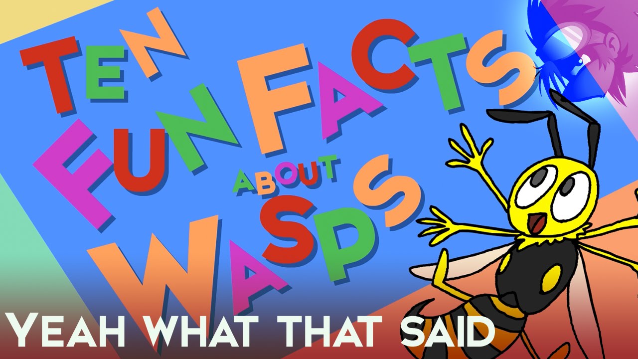 Wasps Fun Fact