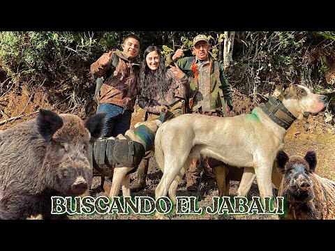 BUSCANDO JABALIES CON PERRO EN SUR DE CHILE / Dorhunt