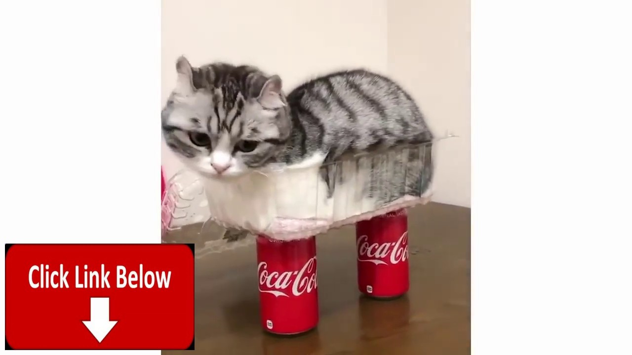 BEST DANK CAT MEMES COMPILATION OF 2020 FUNNY CATS!1611 - YouTube