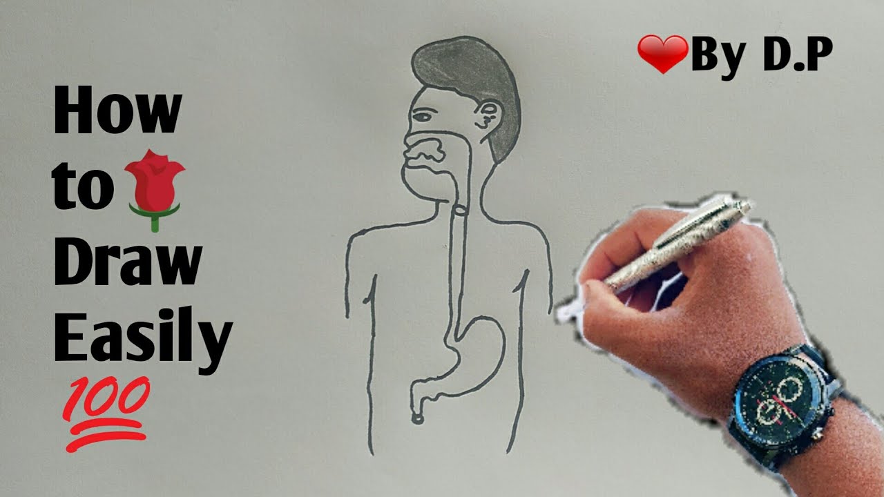How to Draw Structure of Esophagus.//ग्रासनली का चित्र कैसे बनाएँ।By D ...