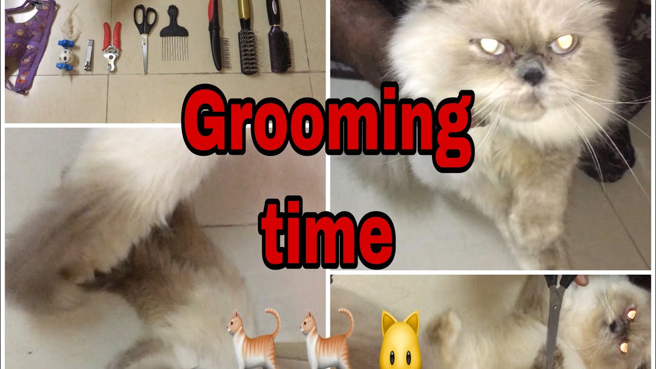 Home grooming time | cat grooming | funny cats video - YouTube