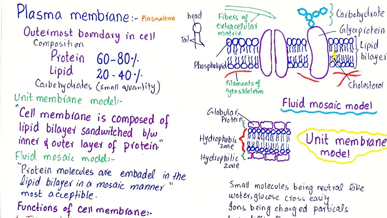 plasma membrane structure and function | class 11 - YouTube