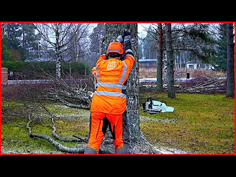 Bir Evin Yanındaki BÜYÜK Huş Ağacını Sökmek, Yeni Yardımcımın İlk Görünüşü!