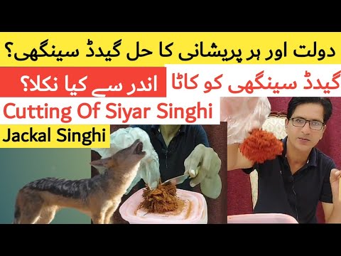 Gidar singhi ki pehchan | gidar singhi ki haqeeqat kya hai | siyar ...