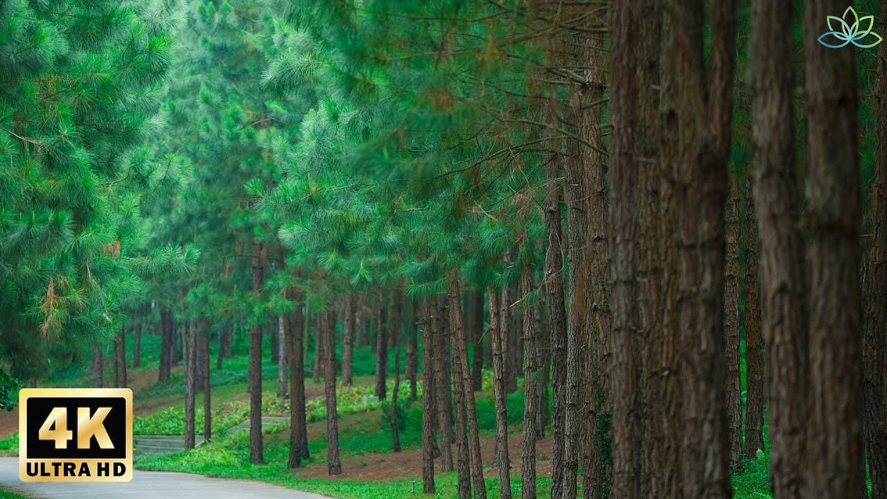 Peaceful Relaxation Piano Music - Beautiful Nature Sounds in The Forest ...