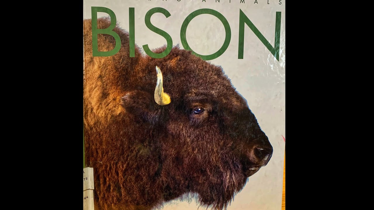 BISON an Amazing Animals Book - YouTube