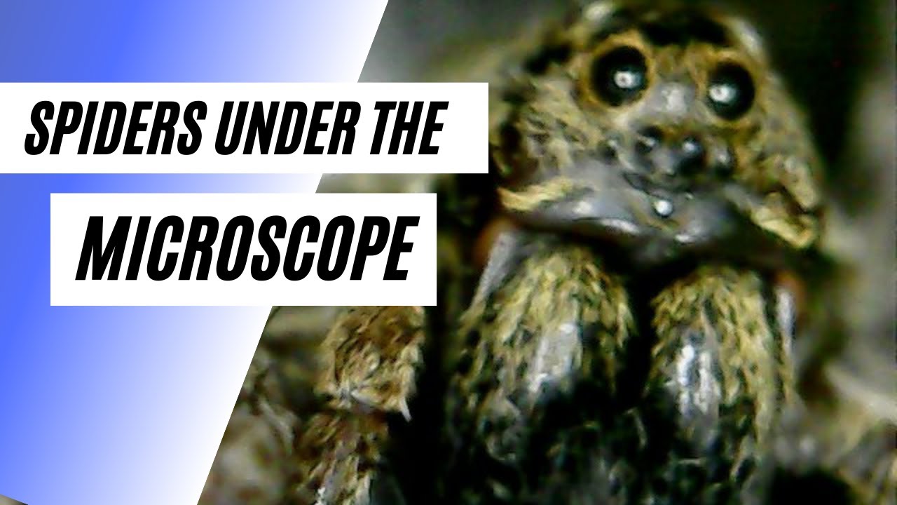 Spiders under the microscope - View from different angles - YouTube