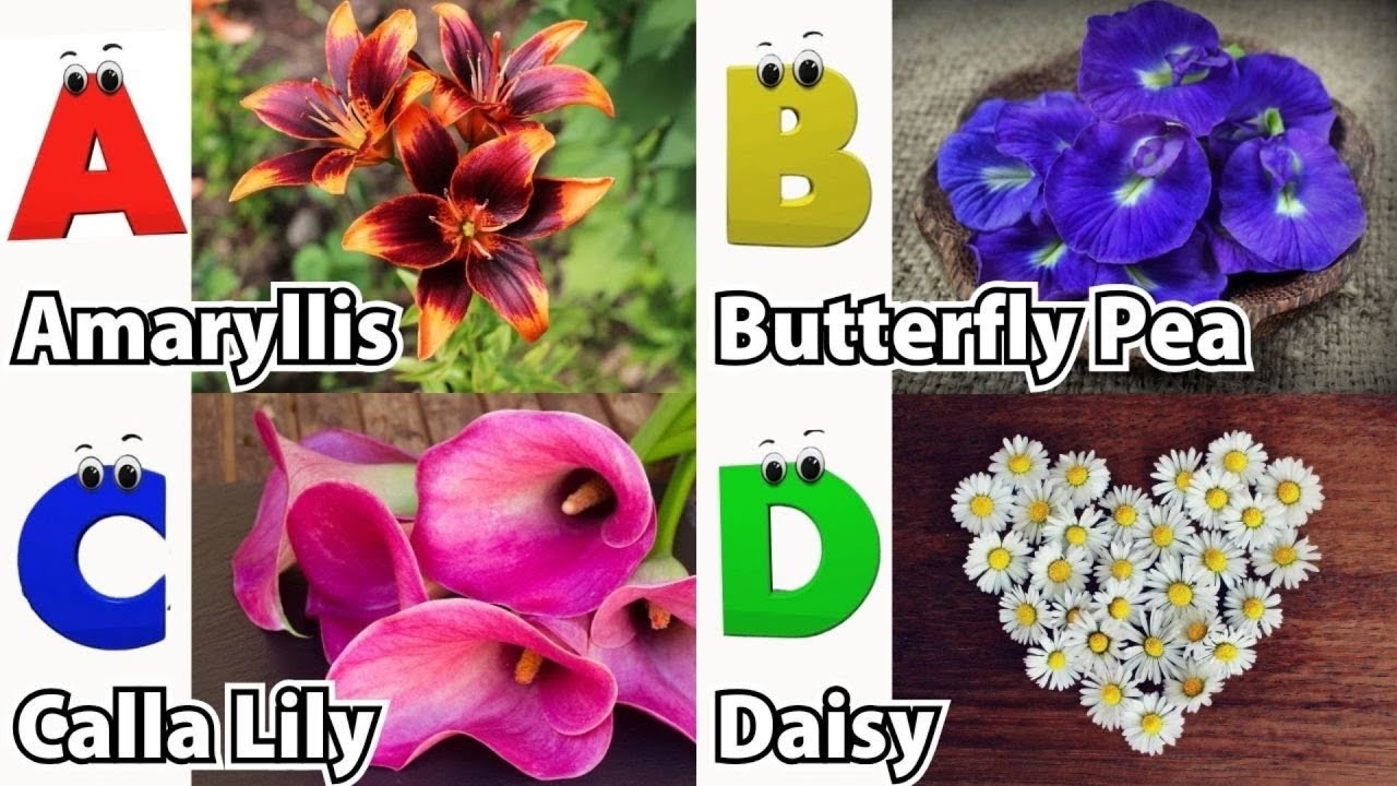 Flowers ABC Song | Flowers Alphabet Song | Phonics for Kids | Alphabet ...