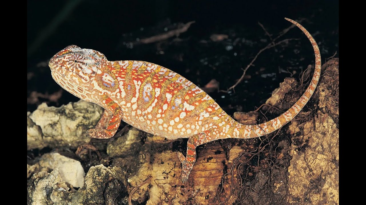 Brookesia Micra, commonly known as the Madagascar Leaf Chameleon - YouTube