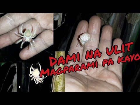 Spider Night HUNTING 7 - YouTube