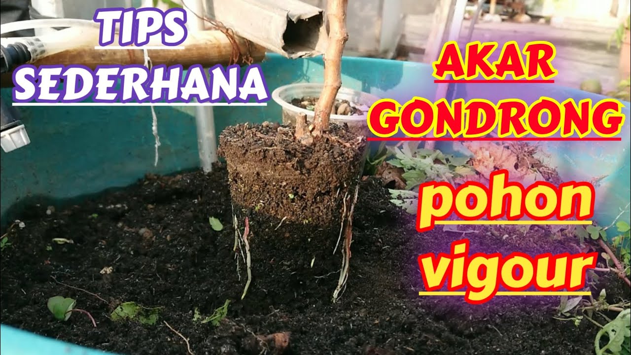 CARA MUDAH DAN CEPAT MEMPERBANYAK AKAR ANGGUR ‼️🔥🍇 - YouTube