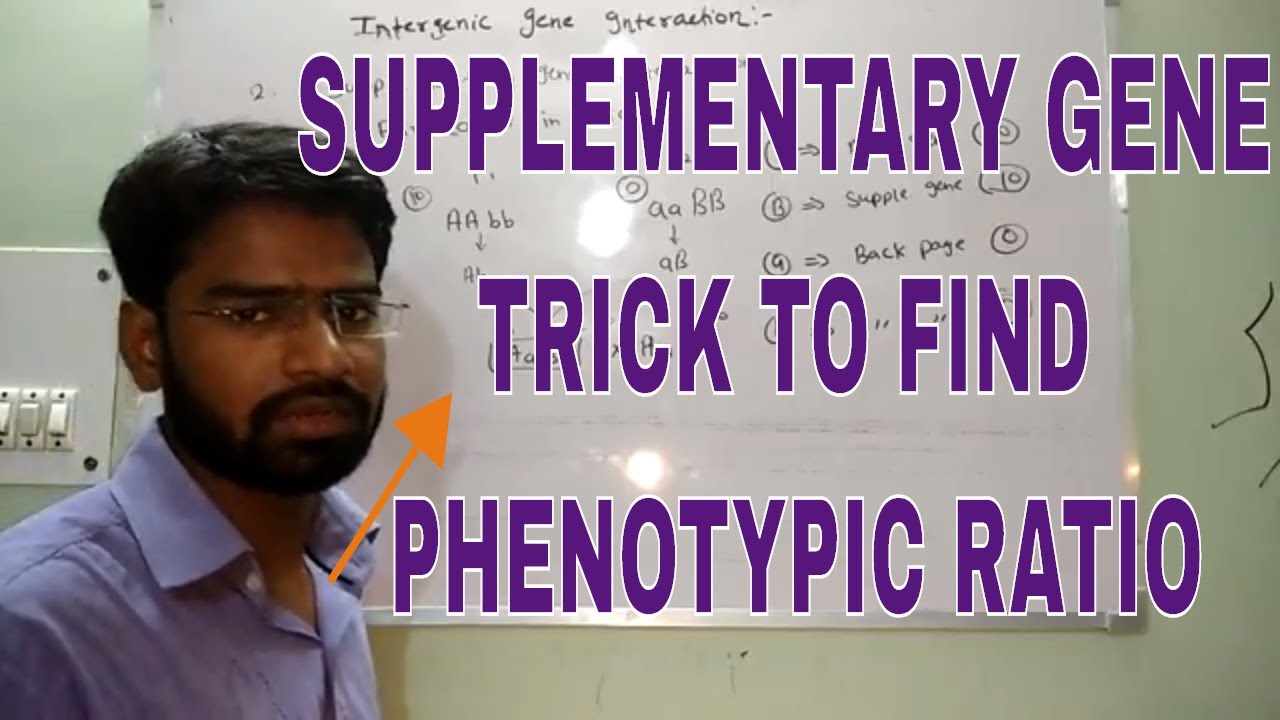 SUPPLEMENTARY GENE WITH TRICK FOR FINDING PHENOTYPIC RATIO - YouTube