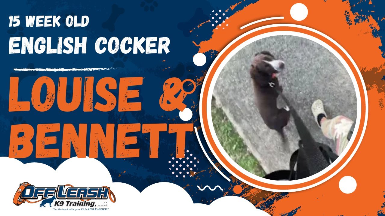 Louise & Bennett | 15 Weeks Old English Cocker | Puppy Board & Train ...