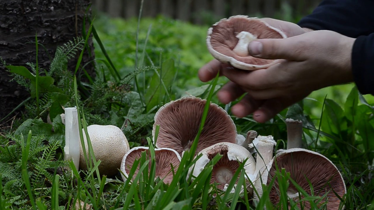 Funghi Edible mushroom | Agaricus - YouTube