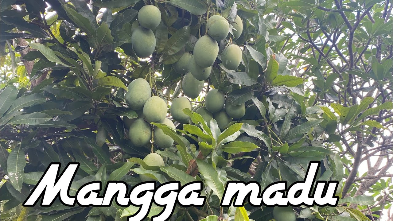 Mangga madu / mango fruitful - YouTube