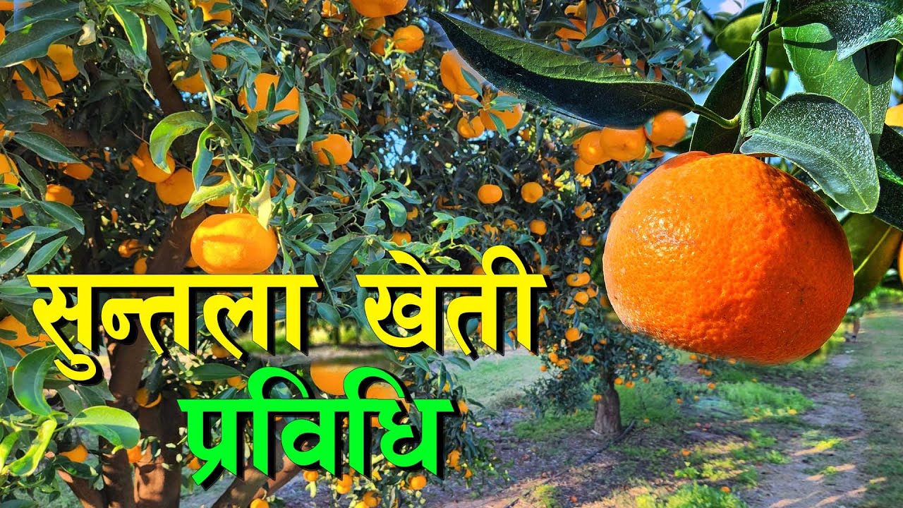 सुन्तला खेती सिकौं, उत्पादन गरौं || Orange Farming in Nepal || - YouTube