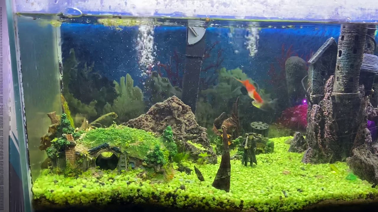 LOTR themed fish tank w/ Albino Bicher - YouTube