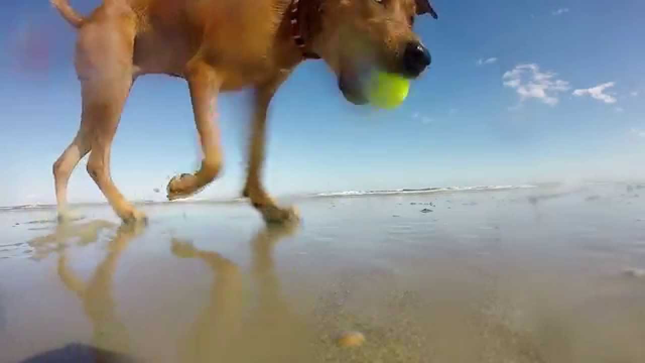 GoPro Stick Fetch - YouTube