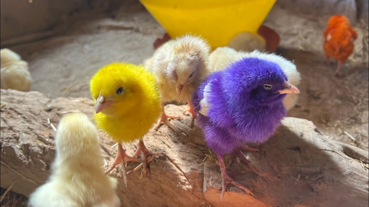 color full baby chicks growth || baby chicken day by day - YouTube