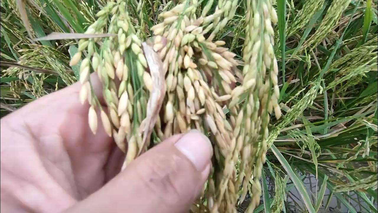 Padi hms 700 luar biasa mantab - YouTube