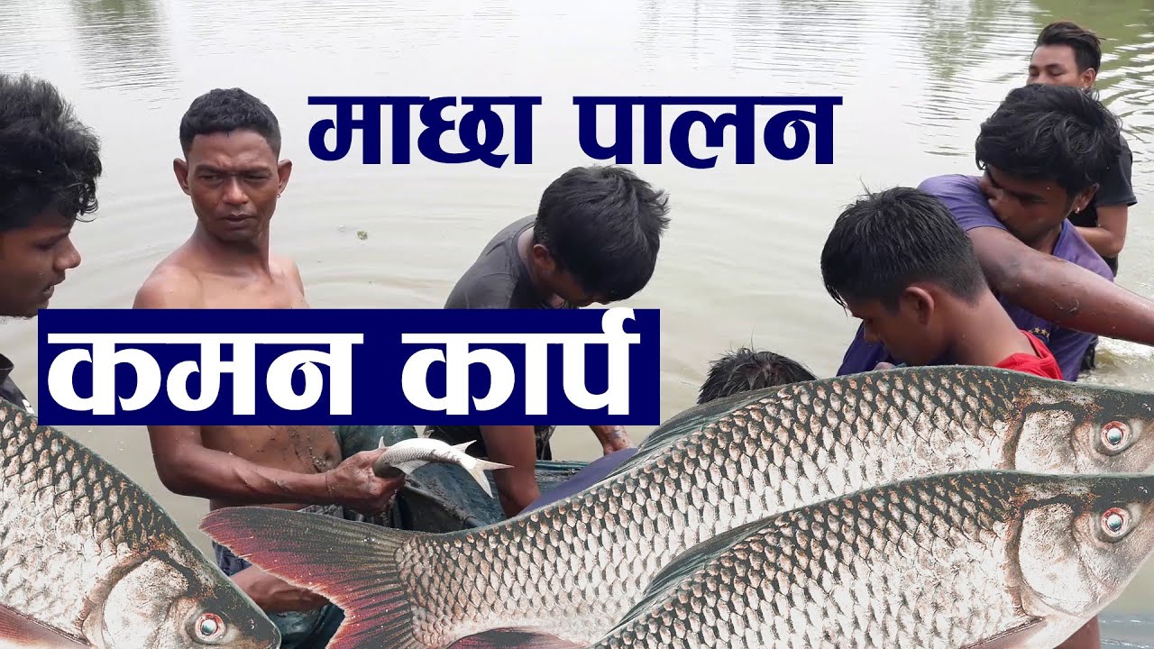 Cmmon Carp Fish Farm Nepal तराईमा यसरी गरिन्छ माछा पालन |ठुलो पोखरीमा ...