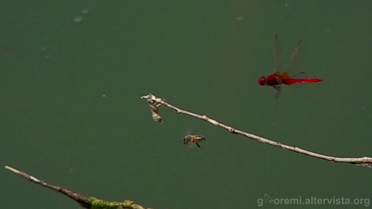Volo di libellula e volo d'ape - Dragonfly flight and the flight of ...