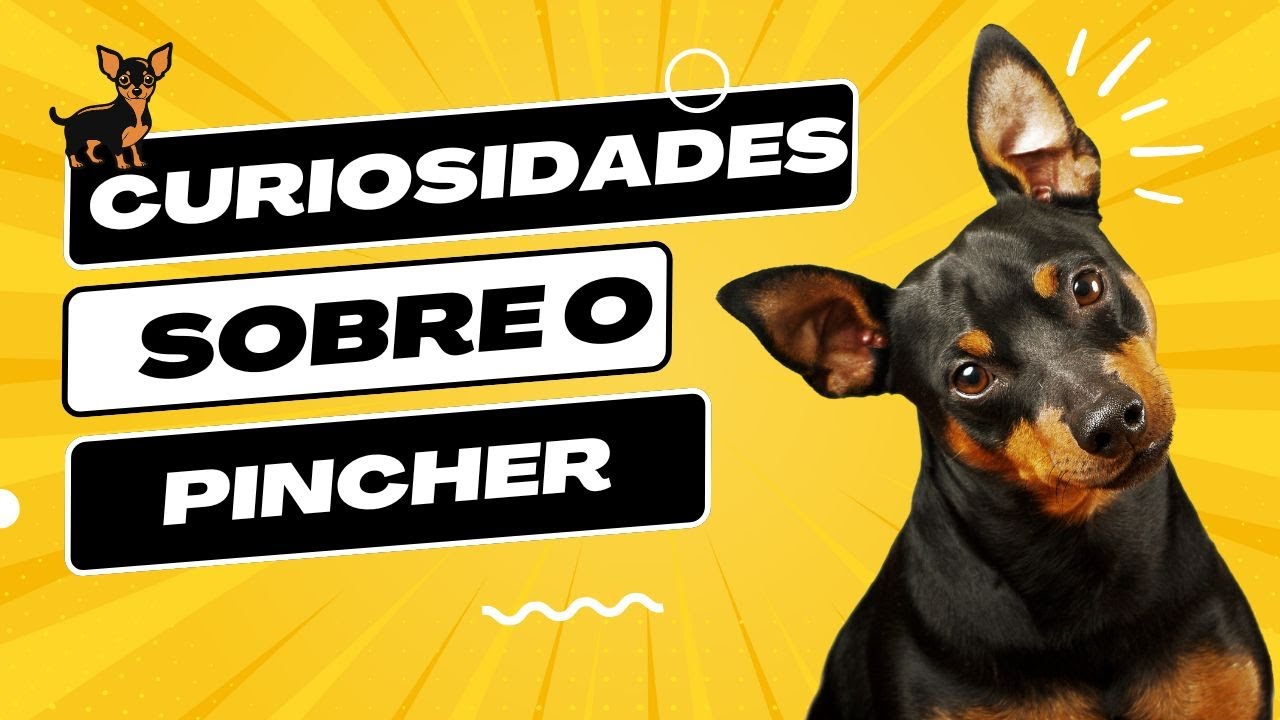 Curiosidades sobre o Pincher!!! - YouTube