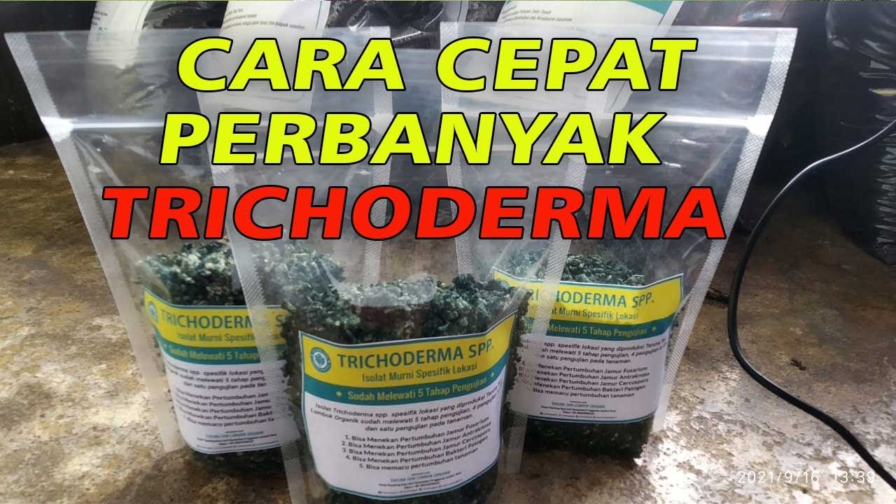 Cara CEPAT Perbanyak Trichoderma Menggunakan Media Nasi dan Jagung ...