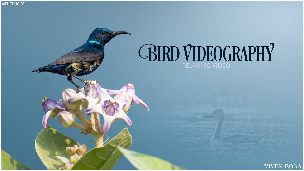 Bird Videography | Relaxing Video | Full HD | #telugodu | VIVEK BOGA ...
