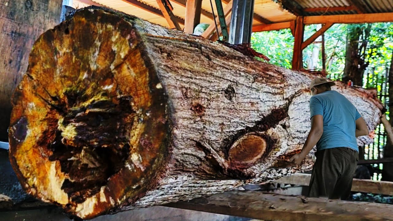 The discovery of the strongest and hardest tree trunk as beautiful as ...