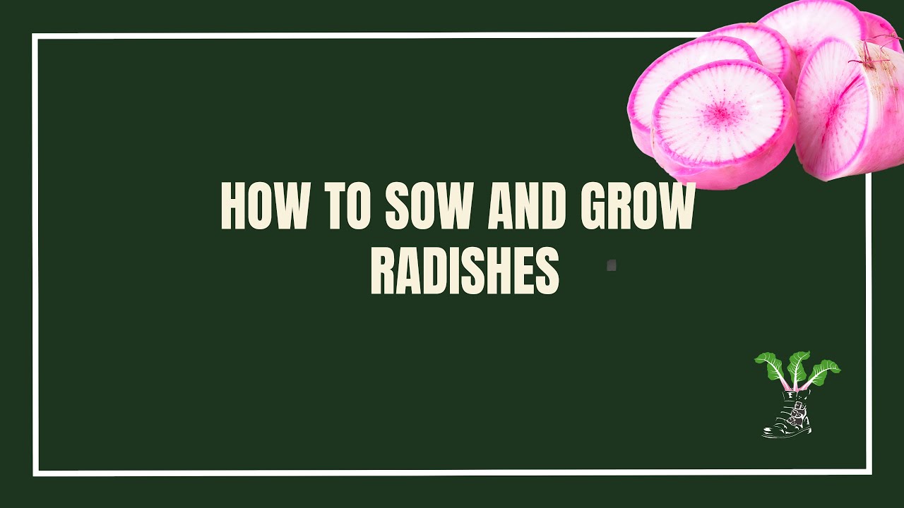 How To Sow and Grow Radishes - YouTube