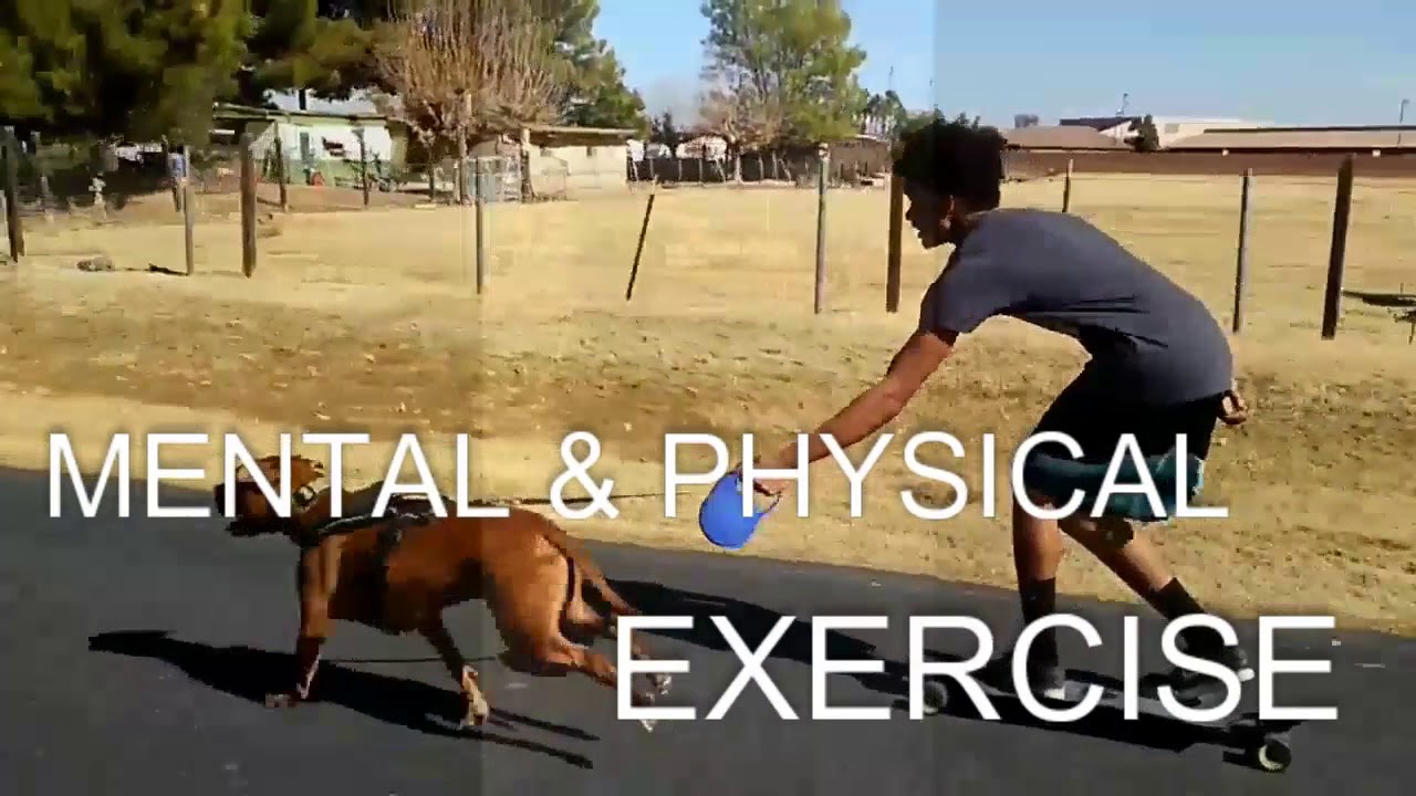 ZEN K9 COMMERCIAL - YouTube