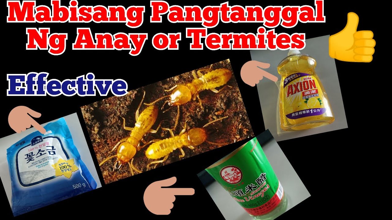 Mabisa At Effective Pamatay Ng Anay Or TERMITES //BinaNels Journey ...