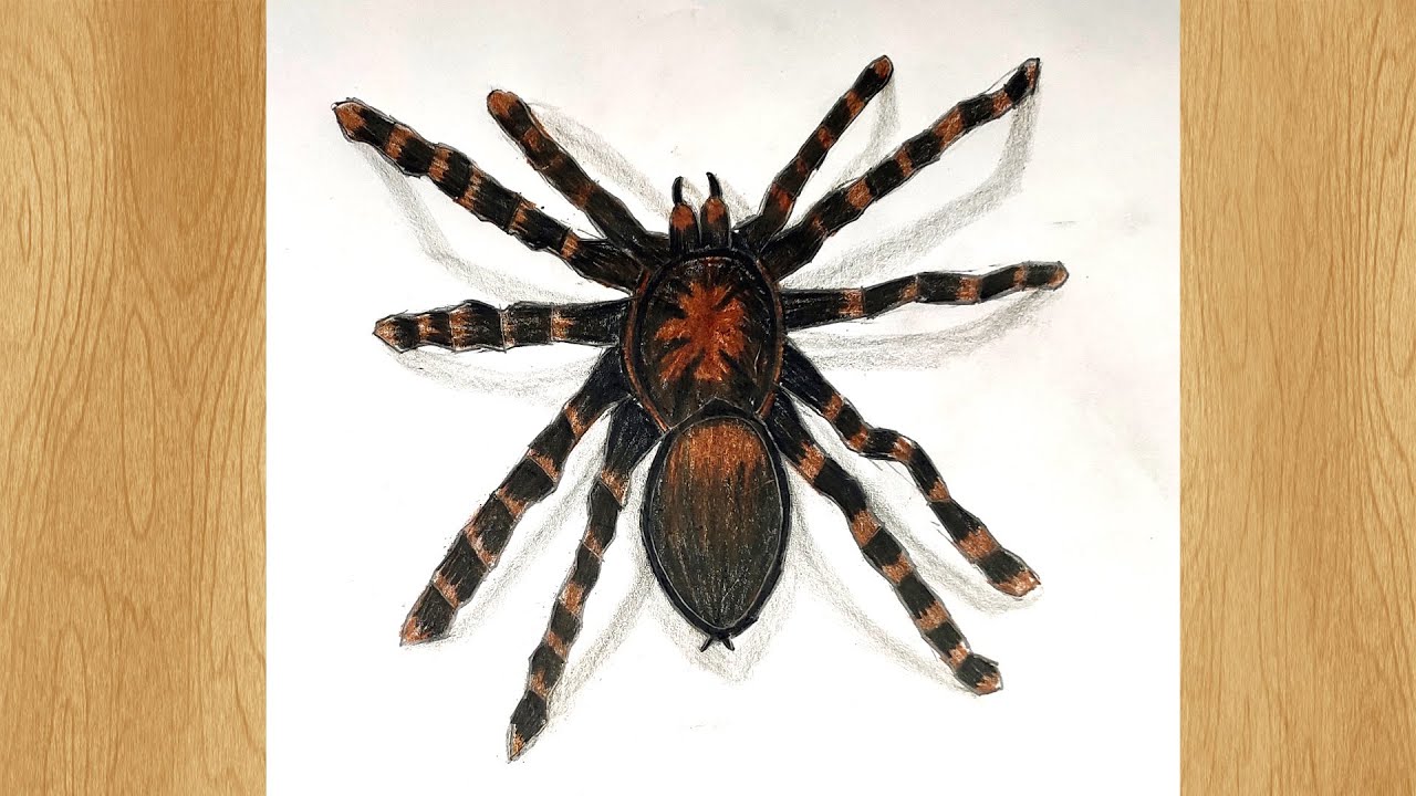 Red Knee Tarantula Drawing