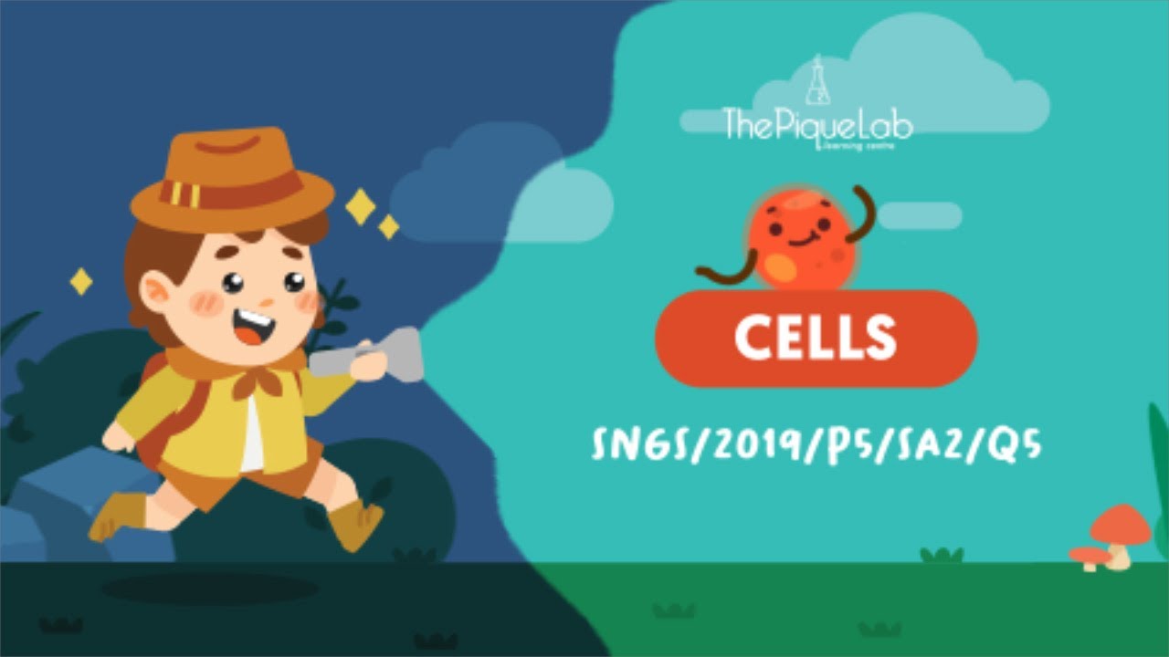 EXAMINATION PAPER SERIES | 2019 SNGS P5 SA2 | Question 5 | Cells 🧫 ...