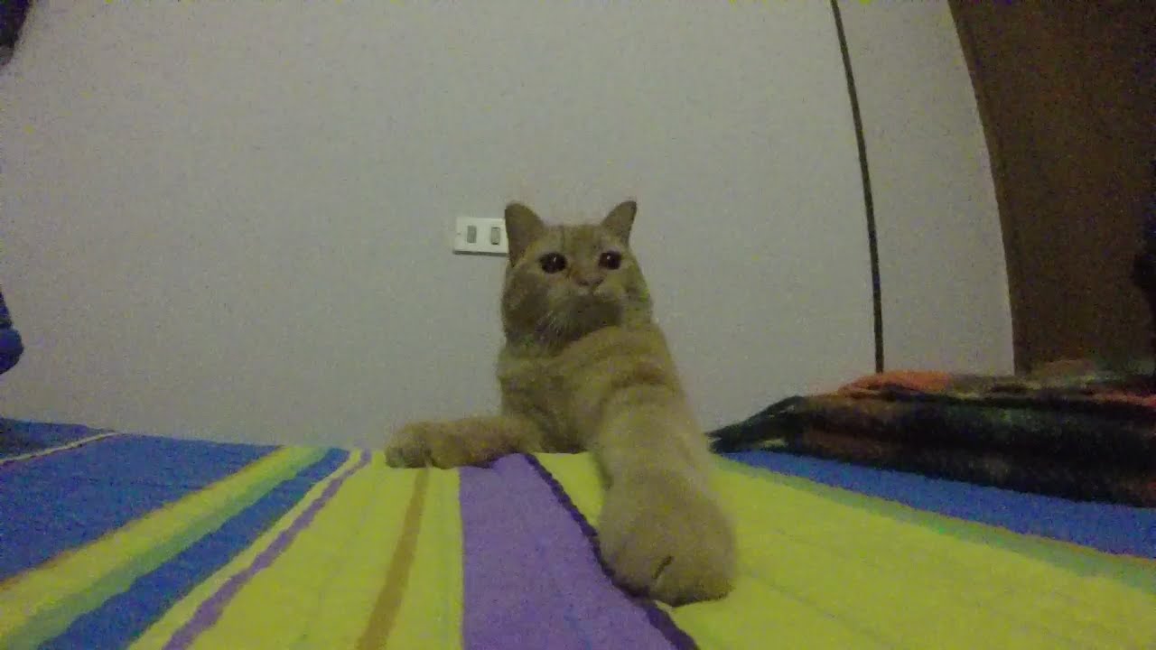 Orange Tabby Cat Attack in Slow Motion with GOPRO HERO - SISSI THE RED ...