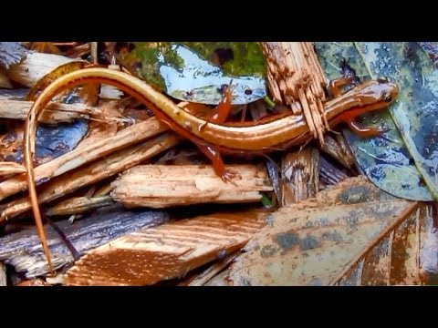 Blue Ridge Two Lined Salamander - YouTube