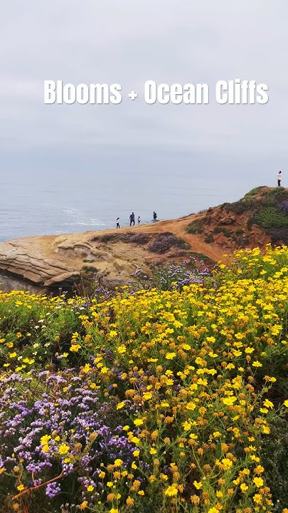 Blooms + Ocean cliffs!@sunsetcliffsoceanbeach - YouTube