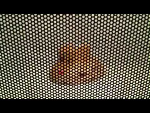 Peeps Reindeer in microwave - YouTube