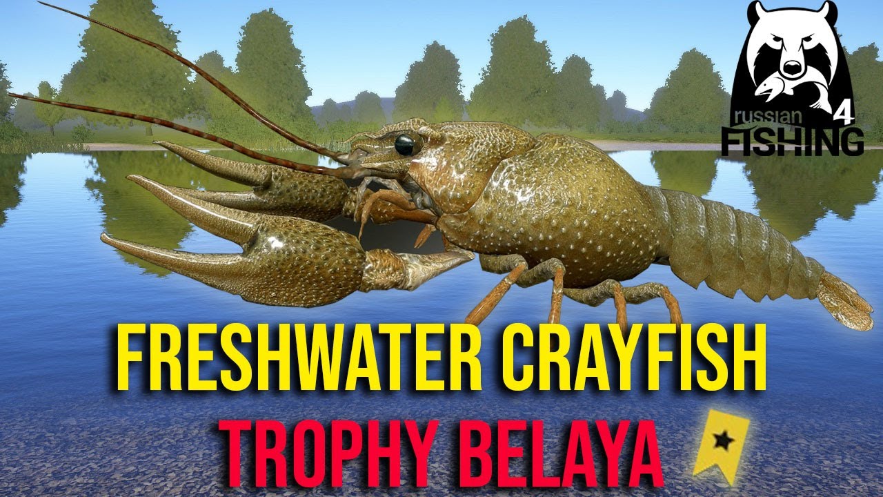 Freshwater Crayfish Trophy at Belaya River - Russian Fishing 4 #rf4 ...
