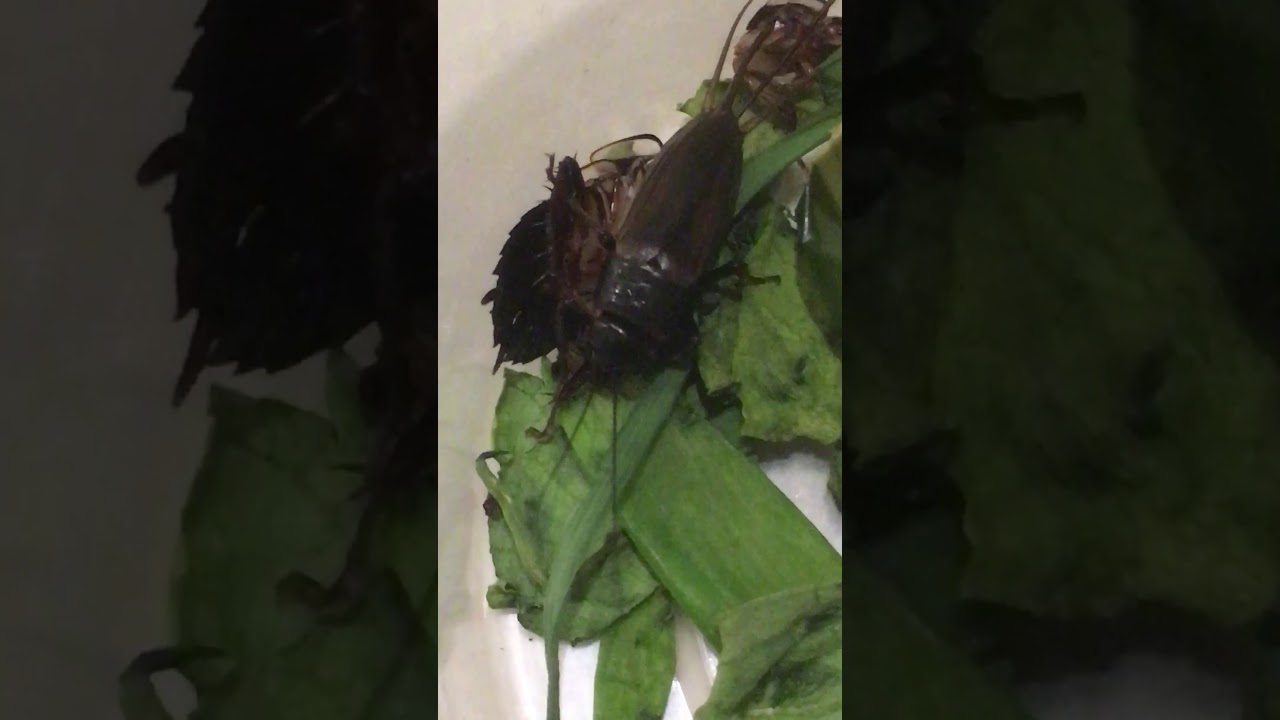 Cricket eat cockroach - YouTube