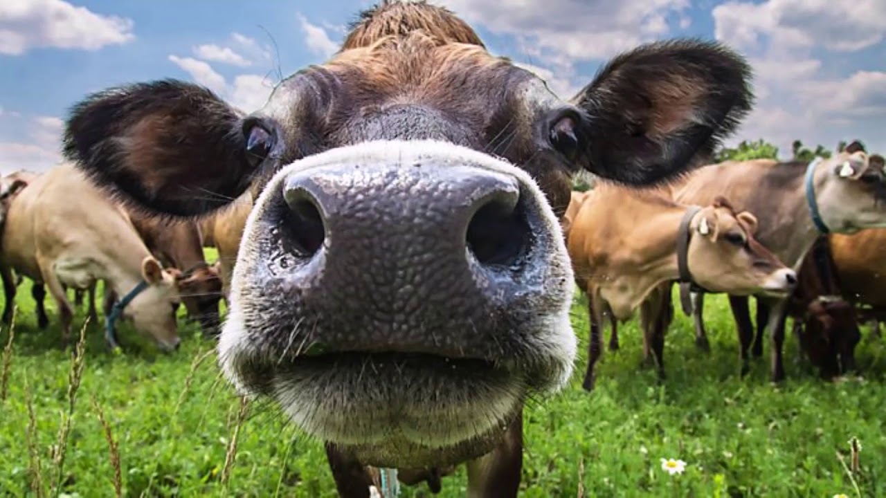 the cow song - YouTube